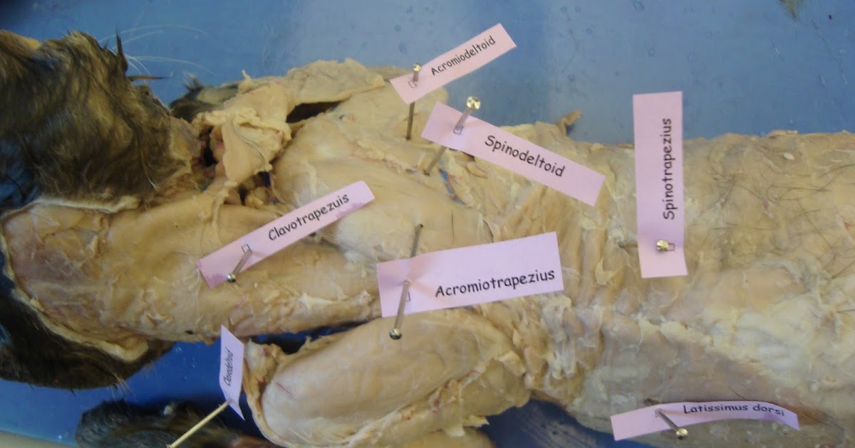 Cat Dissection: Human Anatomy: Cat Dissection: Shoulder and Back