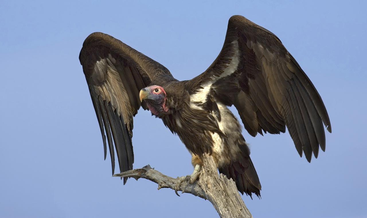 Art is a monument of unaging intellect!!!: The Story of a Vulnerable ...