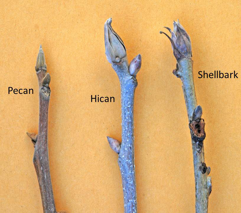 Northern Pecans: Winter buds: Pecan and hickories