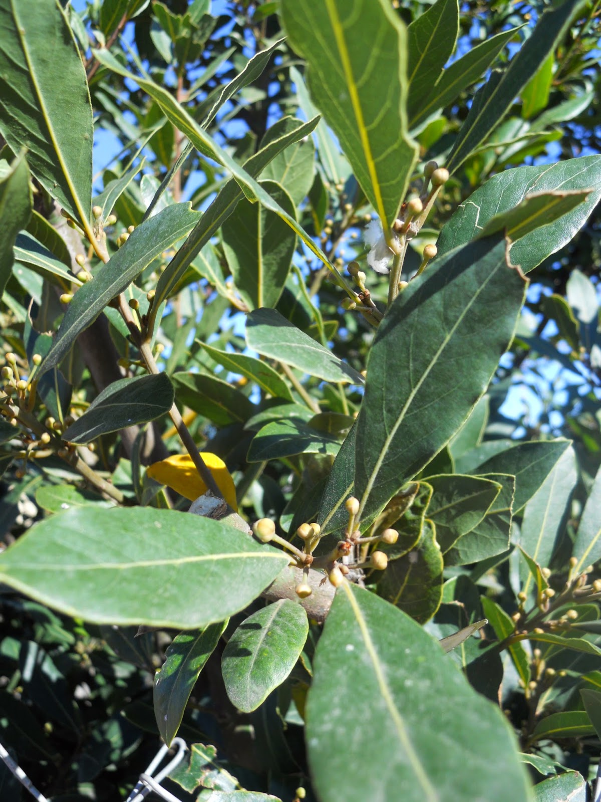 Leftbanker: Free at Last: One Man's Quest for a Laurel Tree