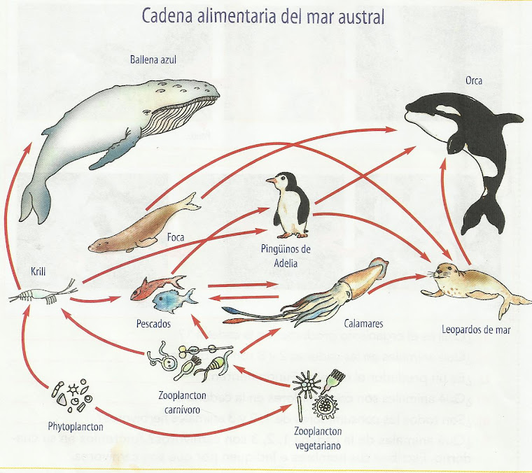 Diversidad de Hábitats e Interacciones: Cadena Alimenticia