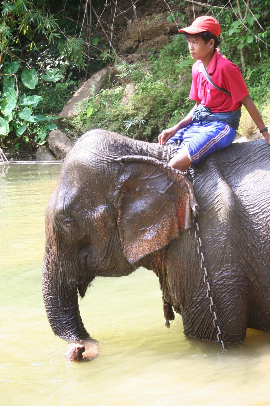 1000 Amazing Places: #683 Working Elephant/Elephant Worker's Camp ...
