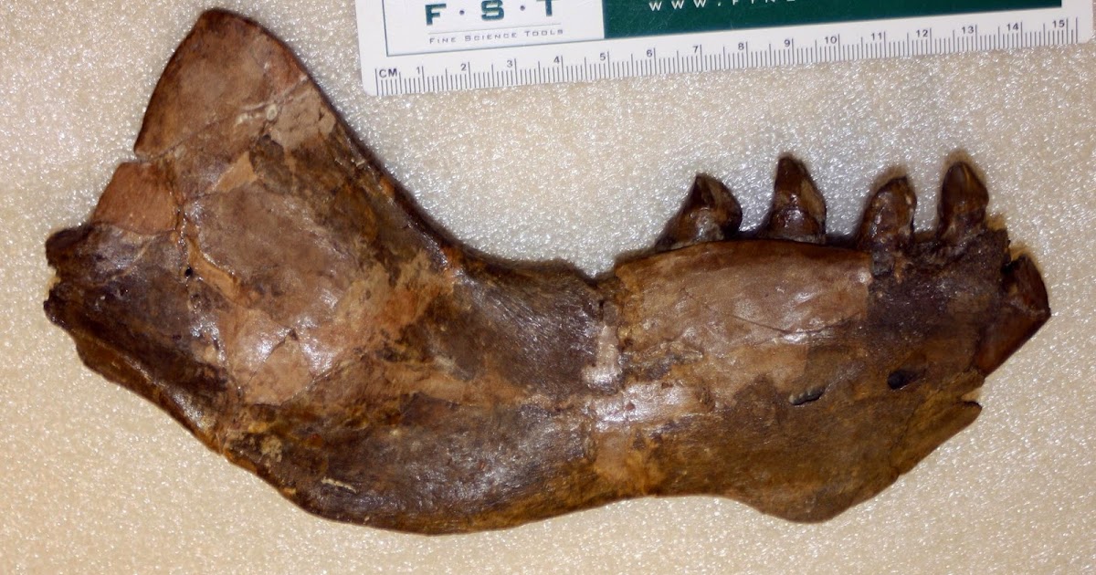 The Coastal Paleontologist: The evolutionary history of walruses, part ...