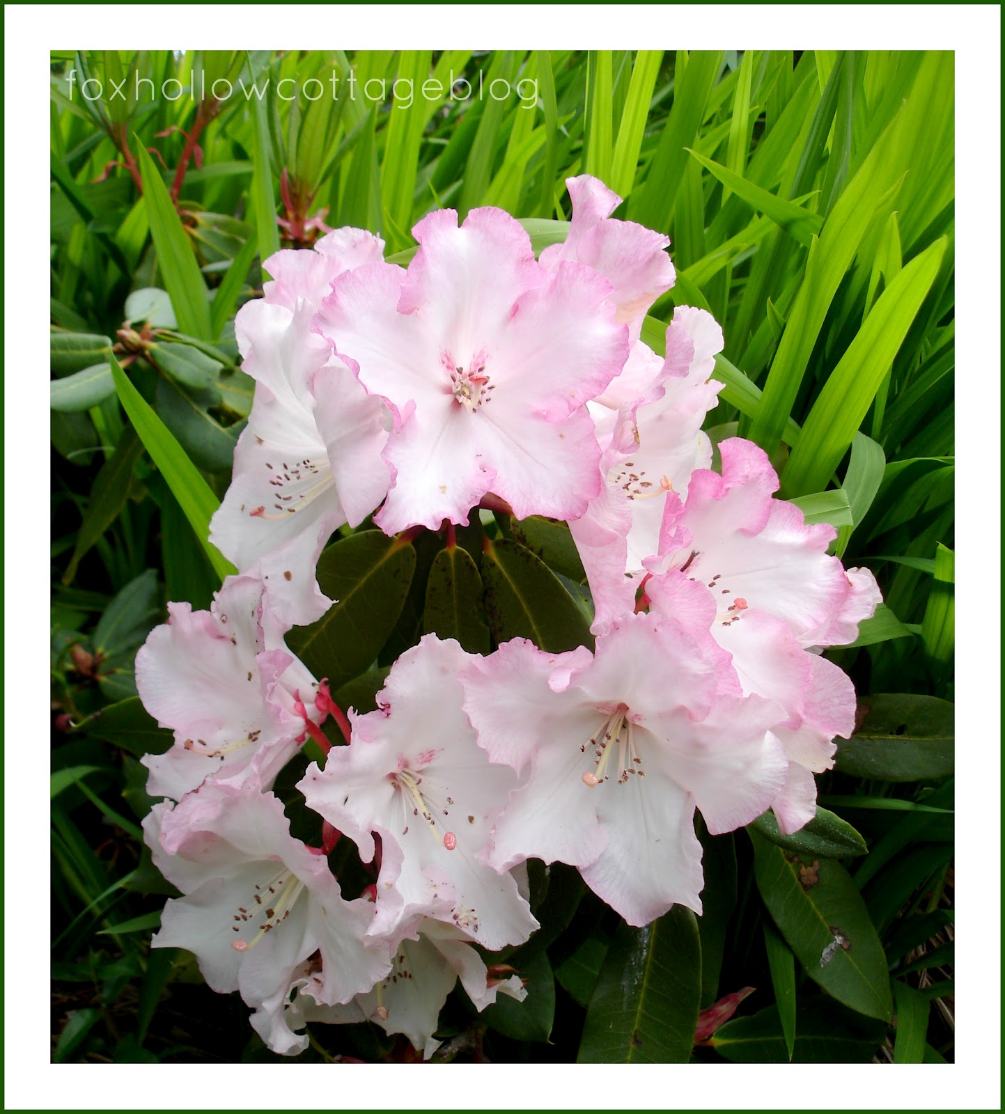 Spanish Lavender, Rhododendrons and Roses, Oh My! - Fox Hollow Cottage