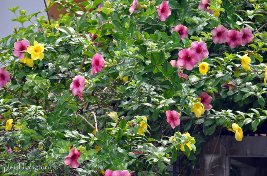 Tanaman: Jenis Tanaman Bunga Rambat