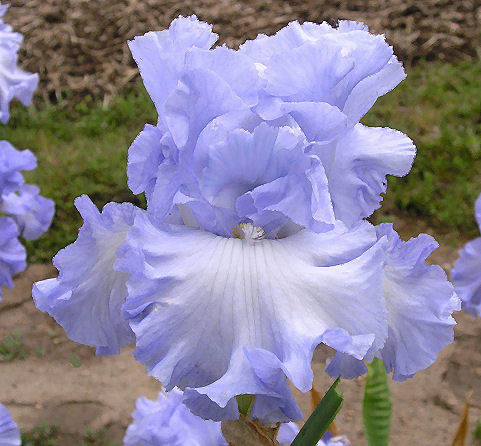 World of Irises: 2016
