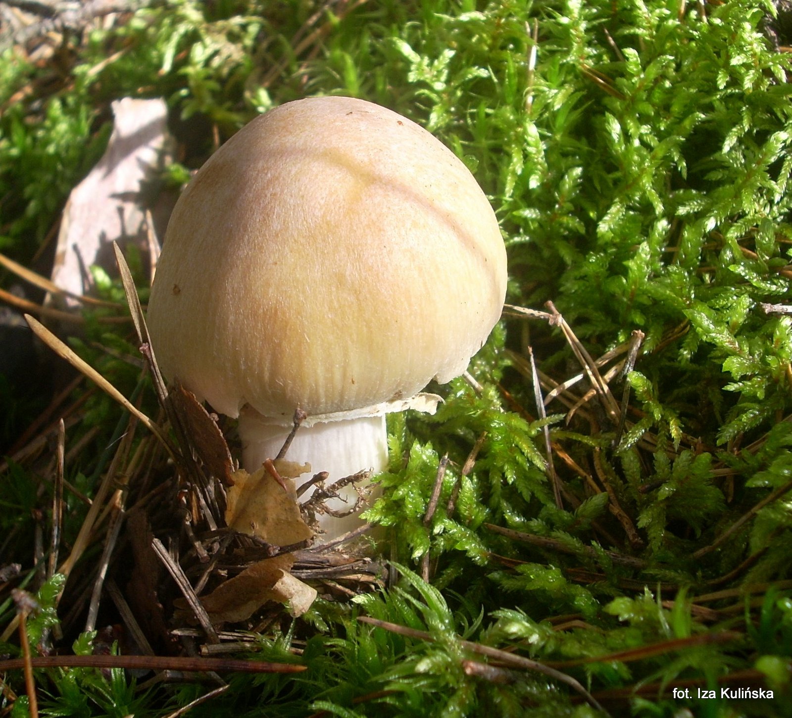 Płachetka zwyczajna | Smaczna Pyza