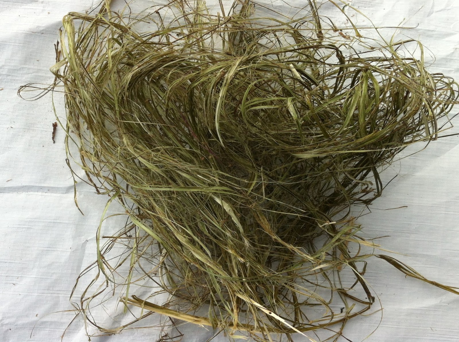 Raw Edible Plants: 2017