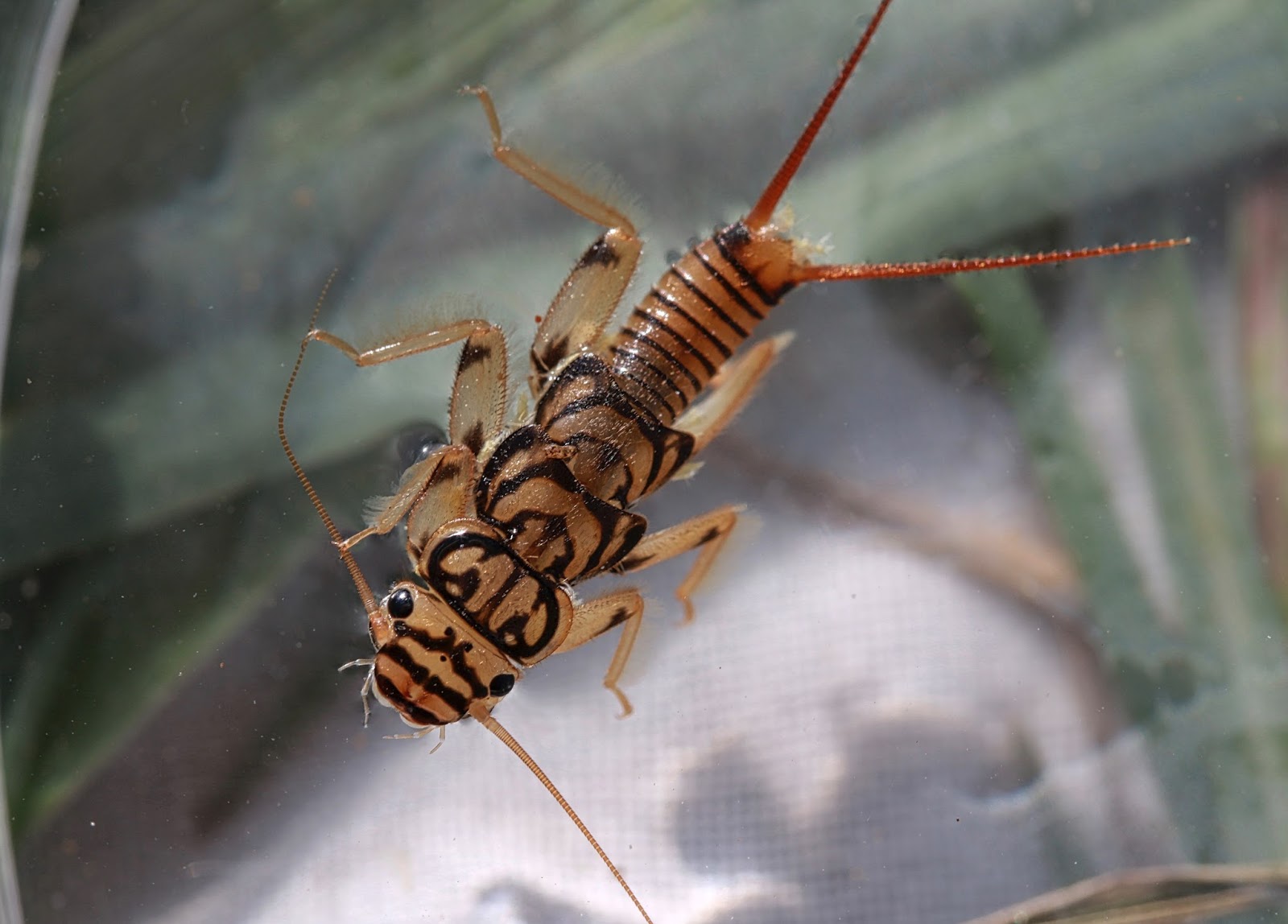 Aquatic Insects of Central Virginia: Some beautiful insects at the ...