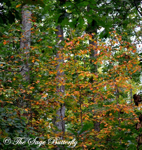 The Sage Butterfly: October's Garden Palette