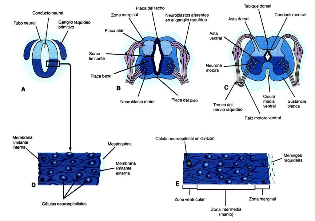 Embriologia y Desarrollo de la Médula Espinal