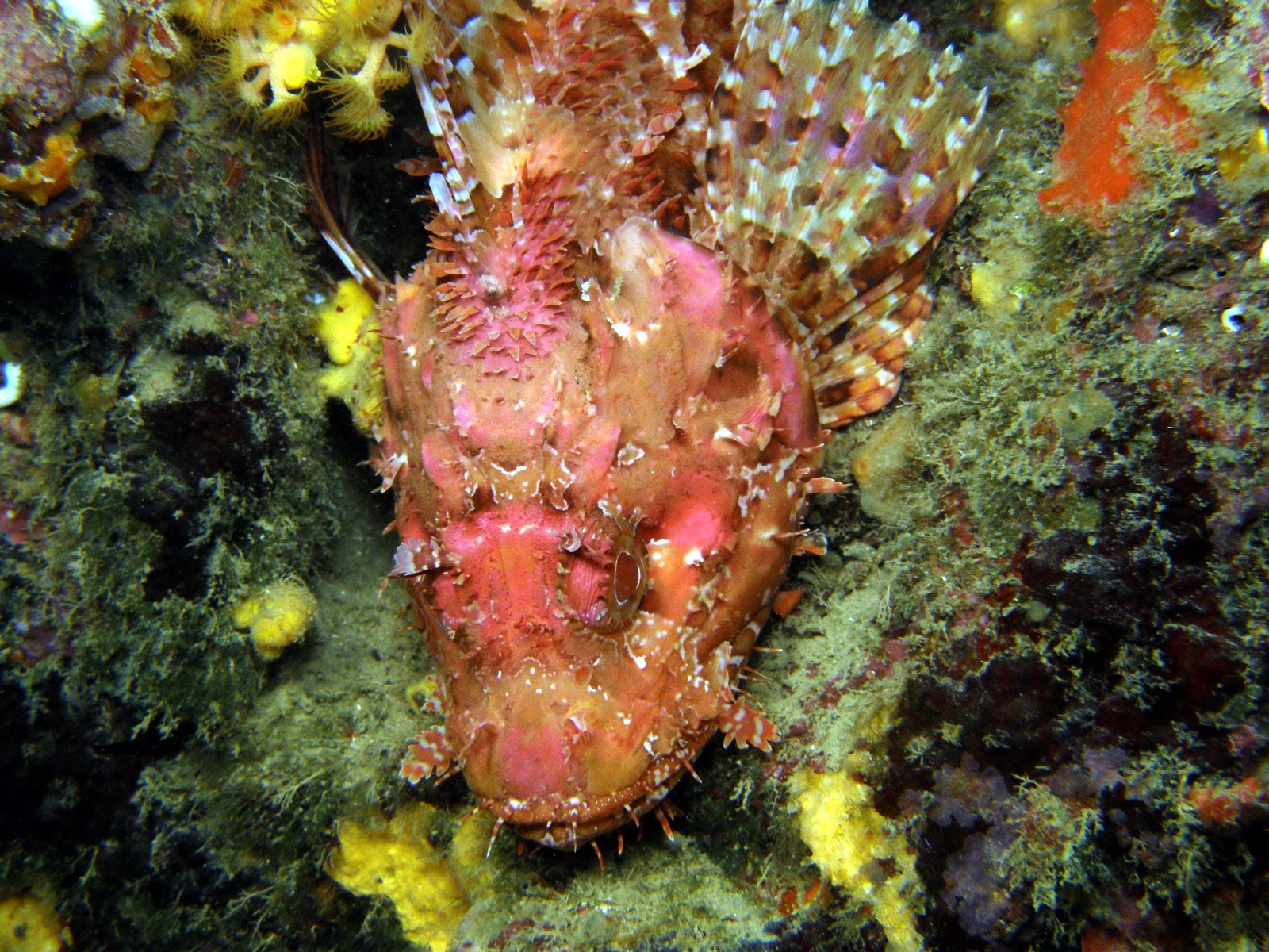 Iluminación Profunda: Cabracho