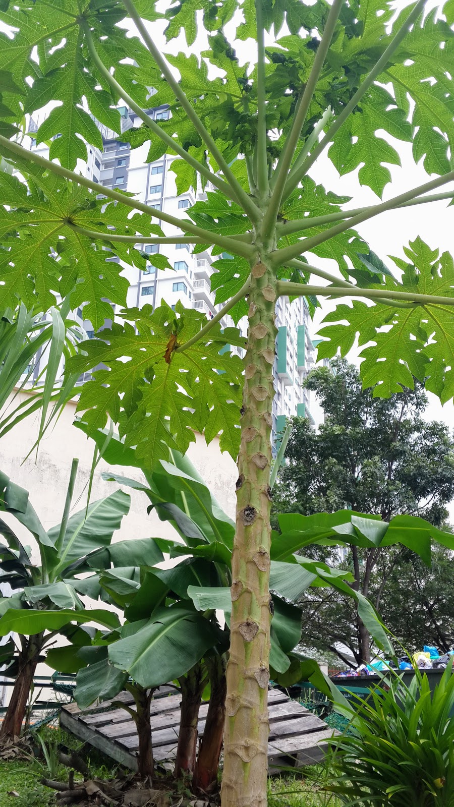 Hiking & Gardening: Pokok Betik