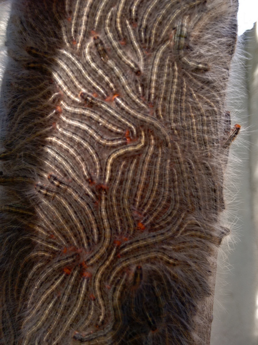 Life at Hyderabad: insect colony