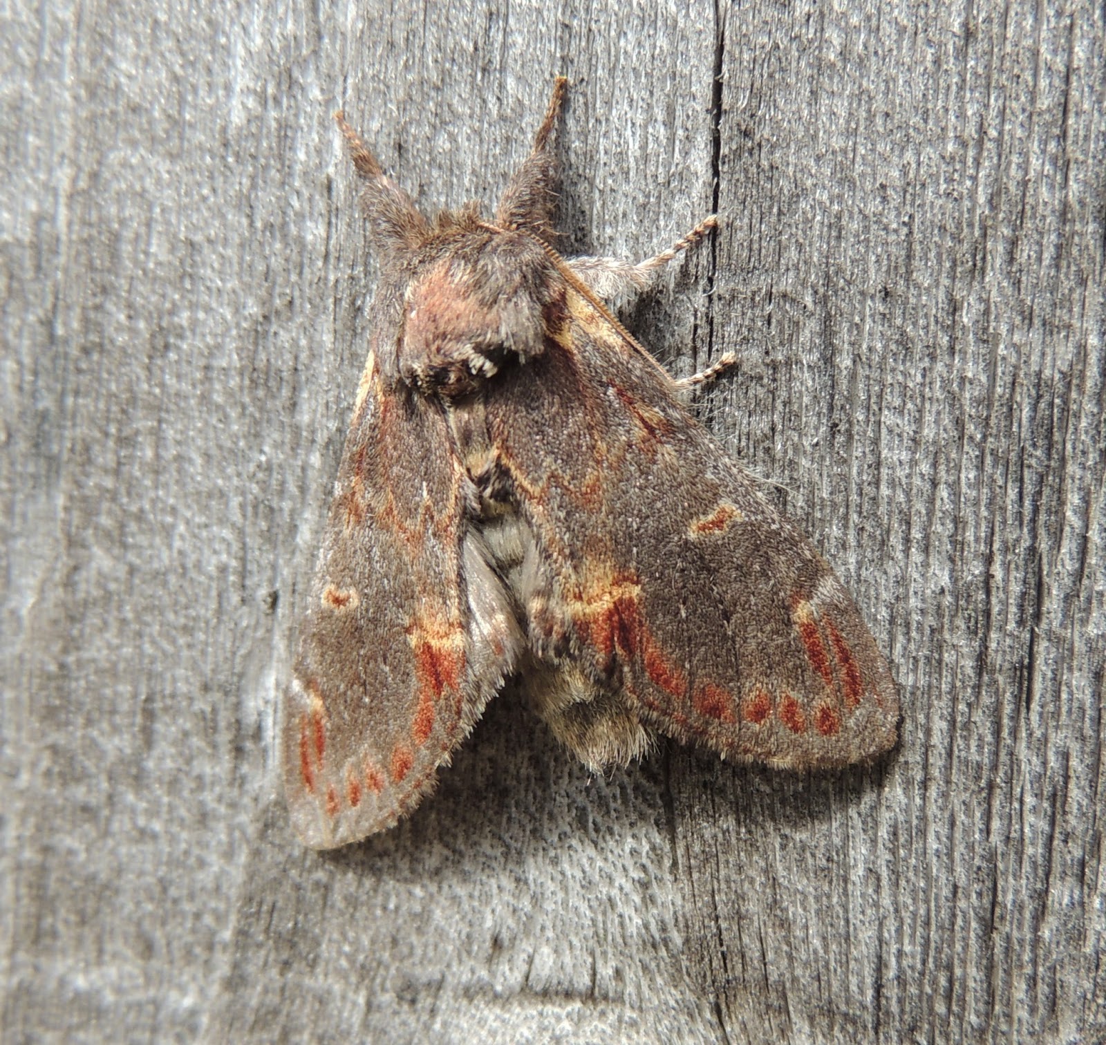 Gary's Birding Blog: All Moths Up to Date - Some real good'ns