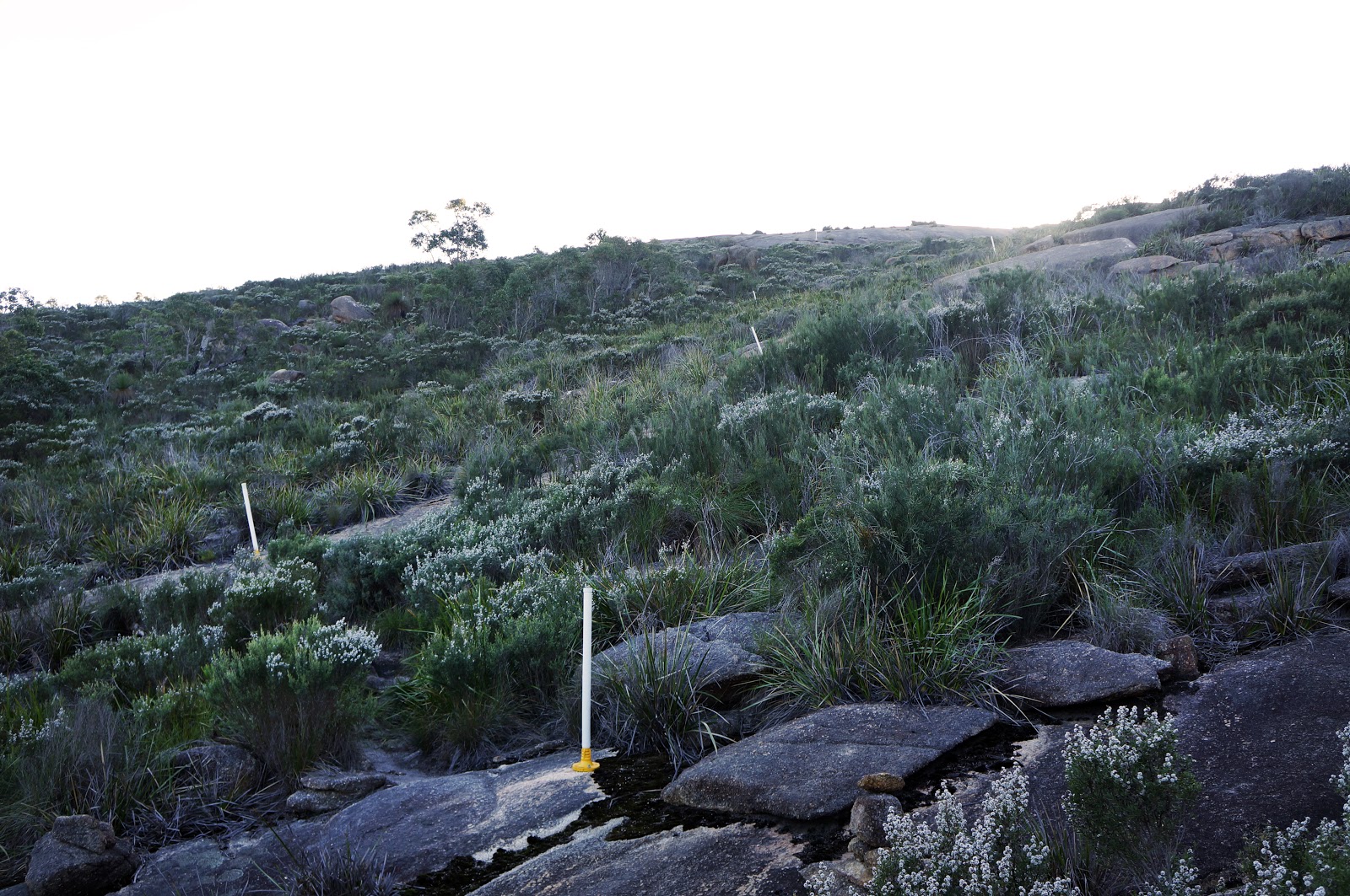 Mt Lindesay Walk Trail (Mt Lindesay National Park) ~ The Long Way's Better