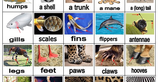 My English Classroom: LIM Activities for Animal Body Parts