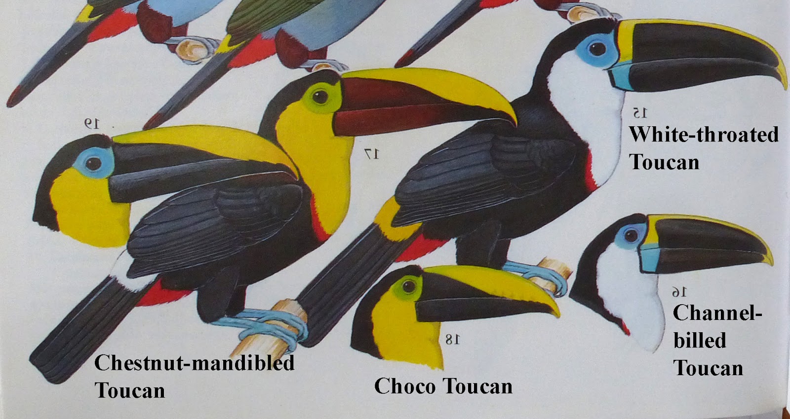 Bird's Paradise: The Channel-Billed Toucan