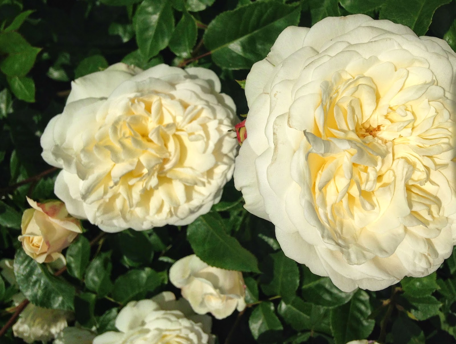 The Gwerclas Girl: TOP THIRTEEN DAVID AUSTIN ROSES