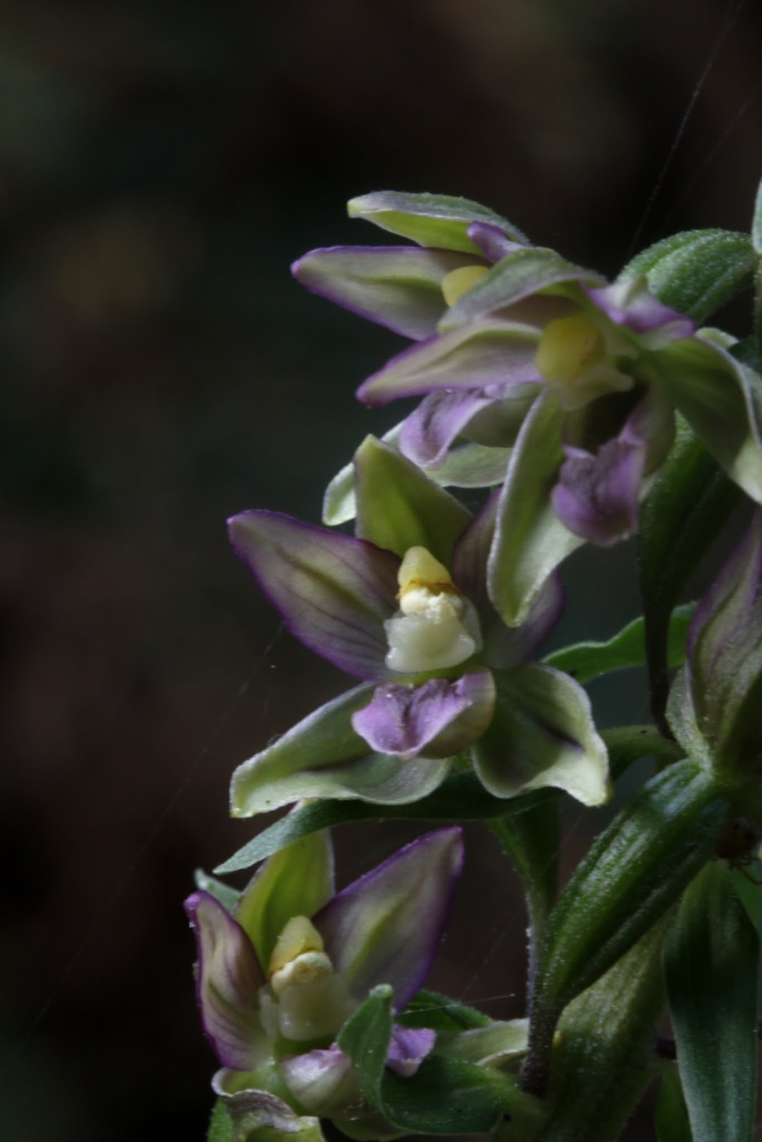 Native Orchids of the Pacific Northwest and the Canadian Rockies: 2016