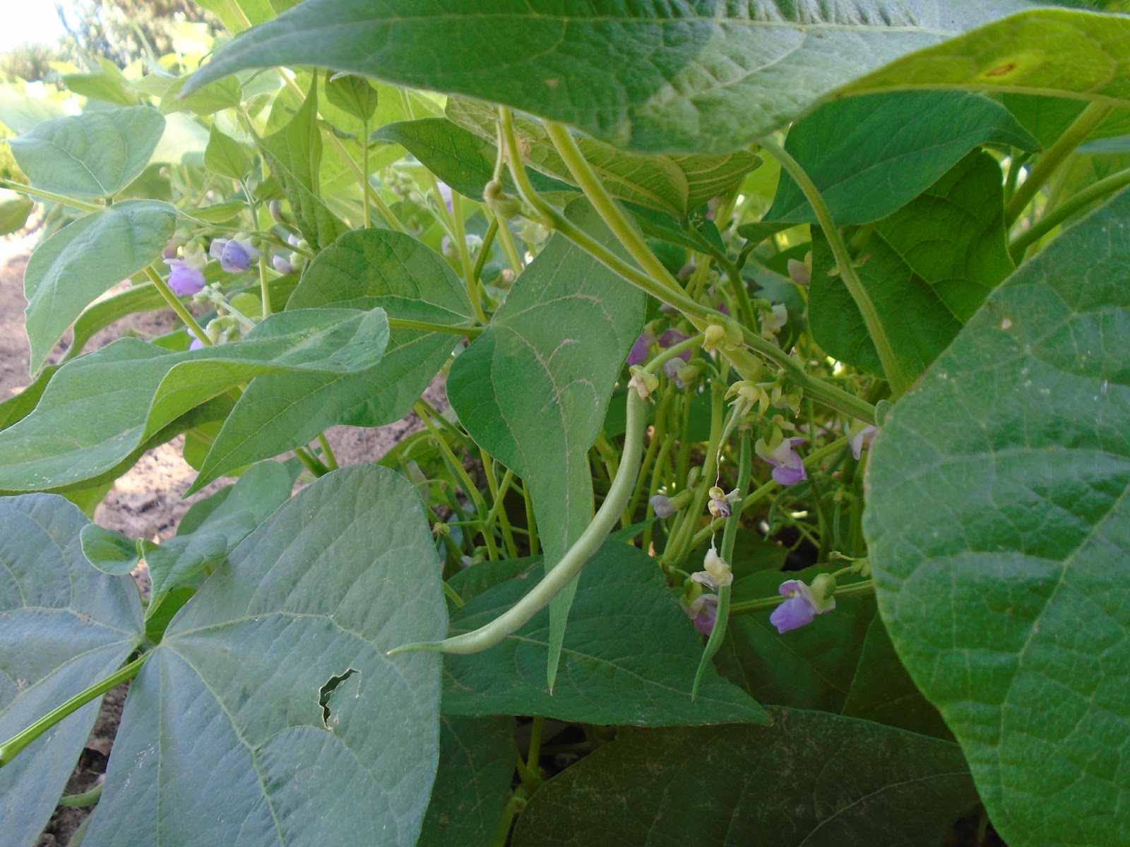 Ramonet si vas a l'hort: Bajoca del cigarret de mata baixa