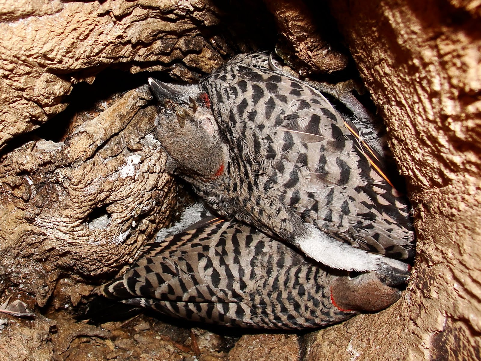 Janie and Steve, Utah Trails: Flicker Update