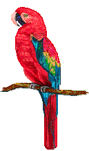Animation Bundle: Animated Parrots Chirping About Parrot Gif and Parrot ...