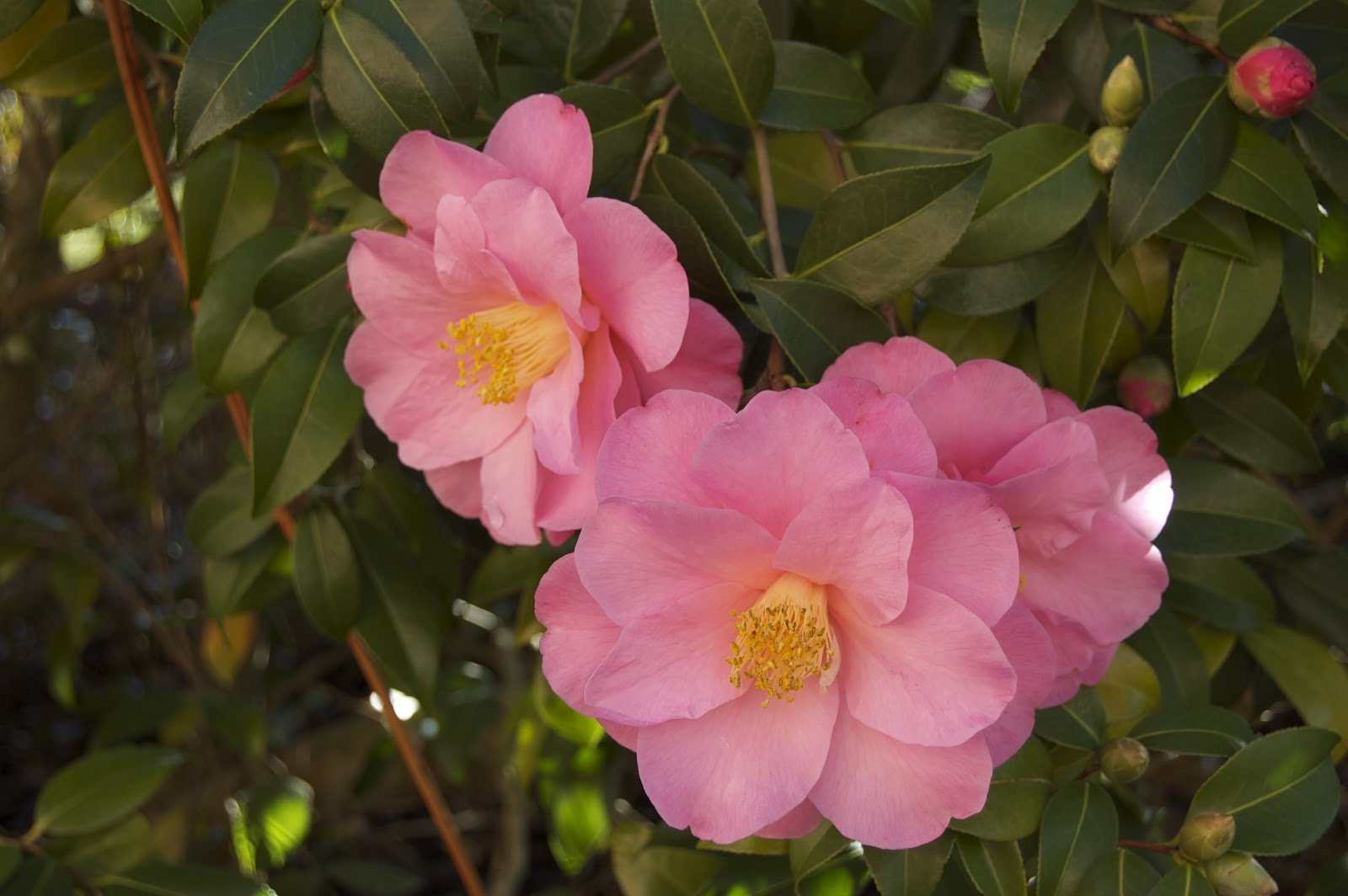 Naturetum: Camellia x williamsii ‘Daintiness’