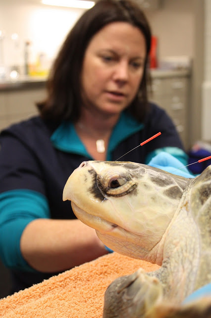 White Wolf : Slow pokes: Acupuncture helps hypothermic turtles (Photos ...