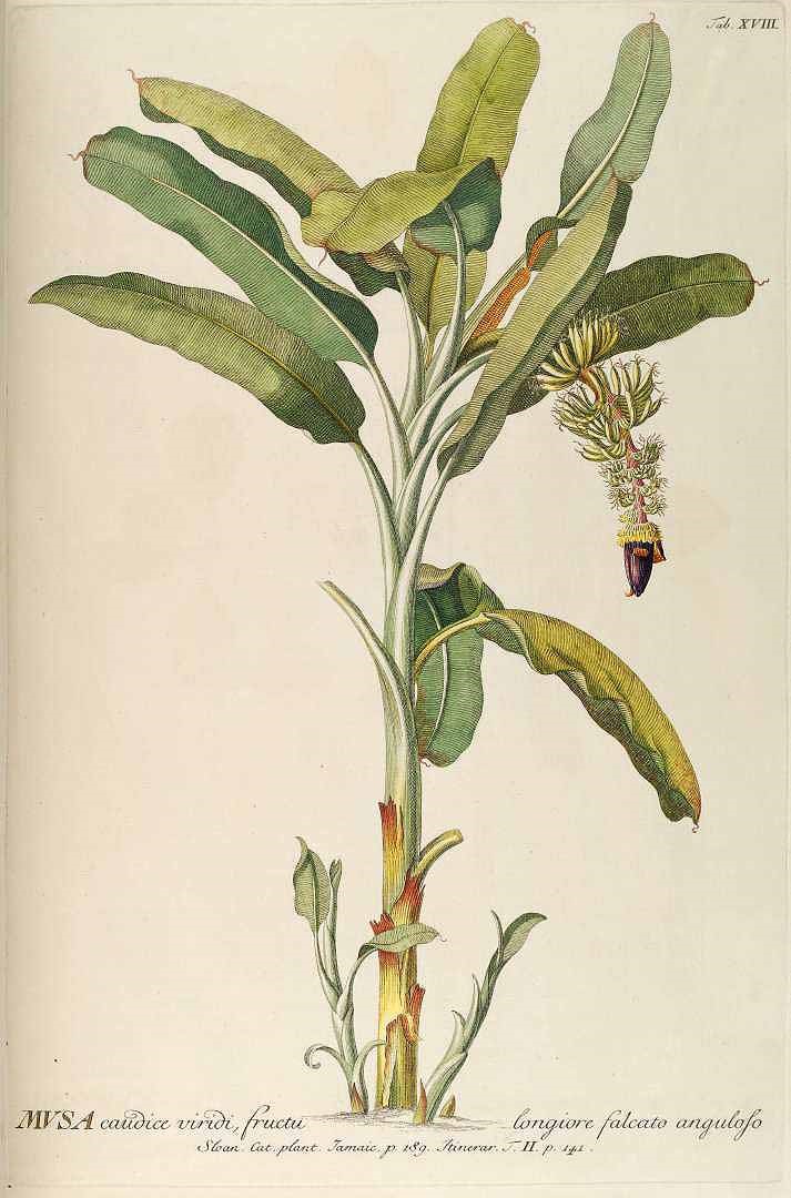 MORFOLOGI DAUN TUNGGAL DAN DAUN MAJEMUK ~ Olahraga Bola Besar dan Kecil