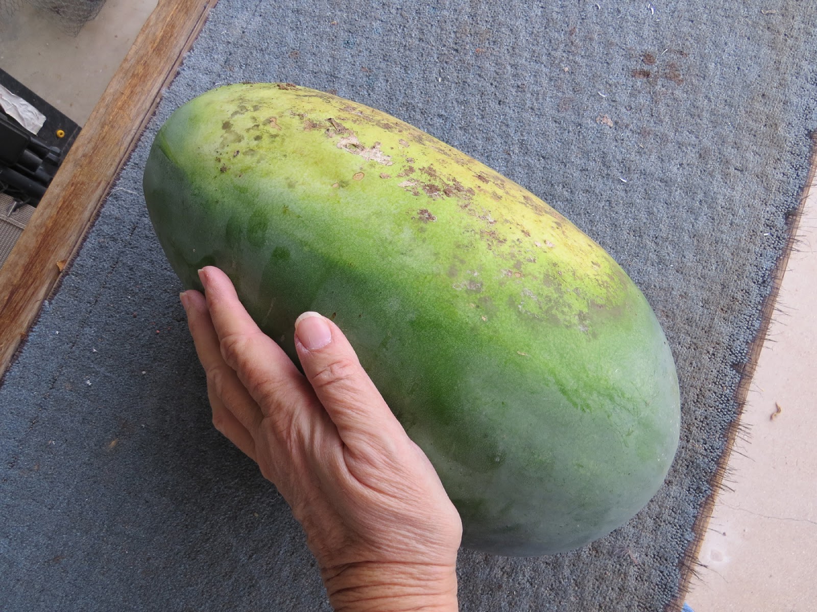 Edible Herbs, Flowers & Other Edibles - Grow Your Own Dinner!: Let me ...