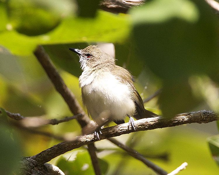 Remetuk Bakau, Si Burung Ocehan Mungil Yang Bersuara Nyaring - Gado ...