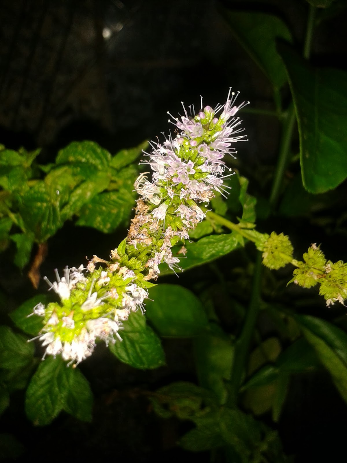 El tio yerbas: poleo - menta