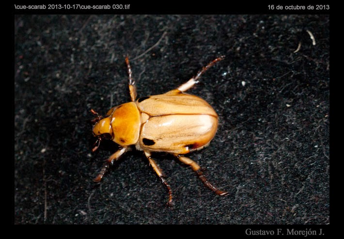 Coleoptera de Ecuador: Malanueva o Catzo Blanco