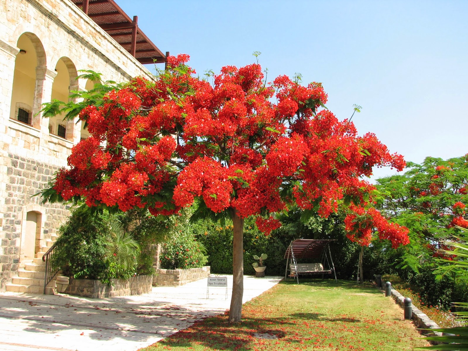 Fichas Botánicas: Flamboyant (Delonix regia)