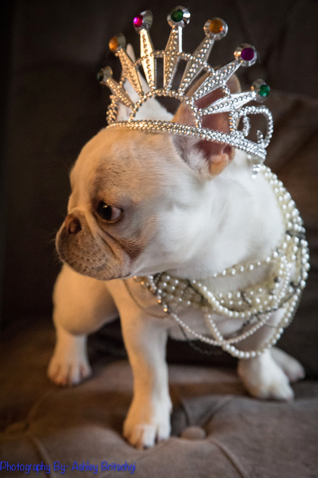 Photography By- Ashley Britschgi: Frenchie Love