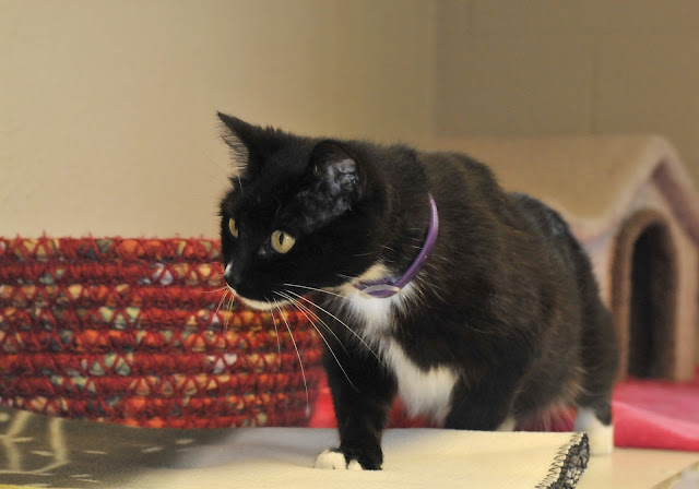 StreetCats Pawprints: Broken Noses! Funny Humans!