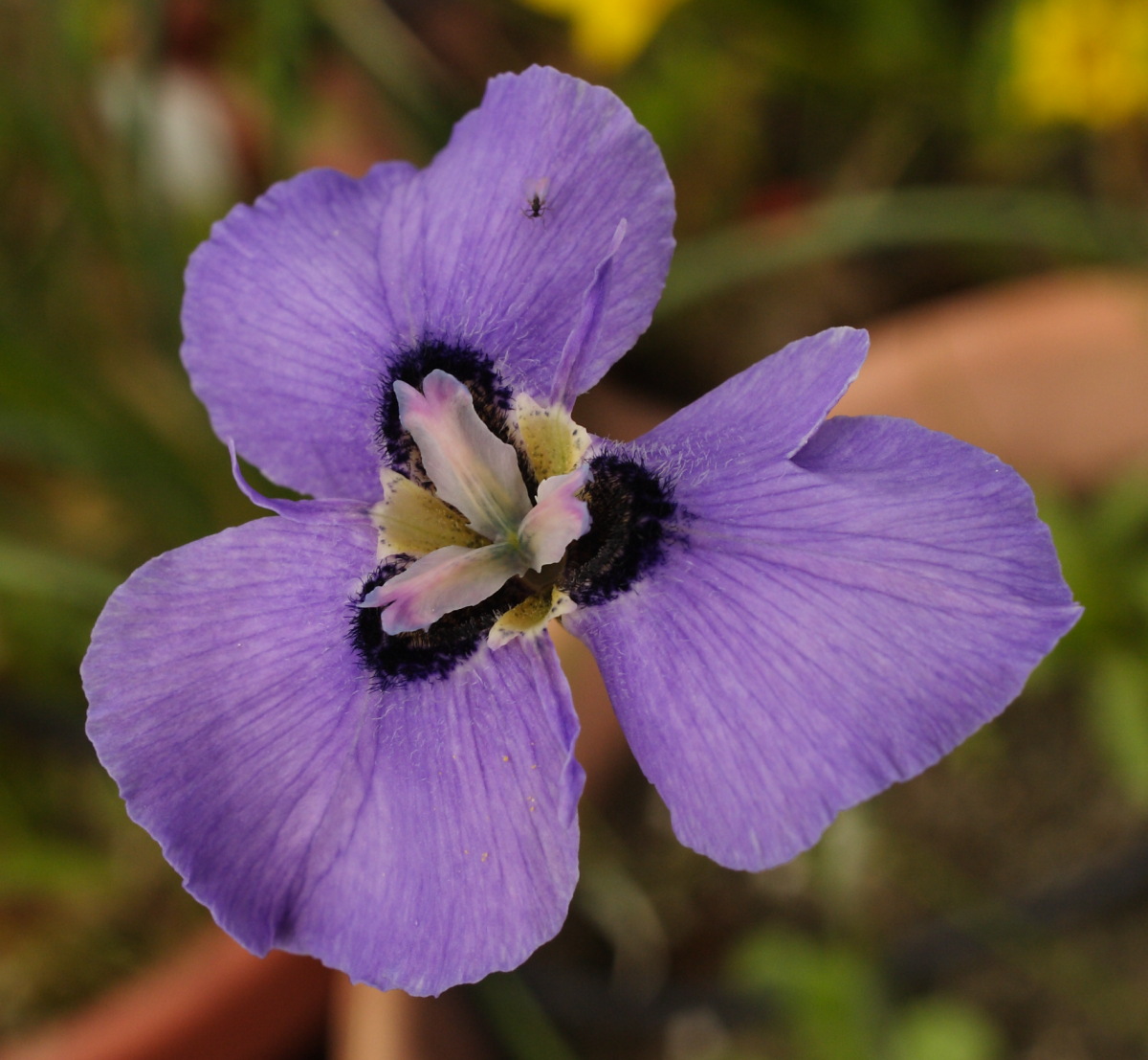 Growing Cool Plants: Moraea MM 13-163