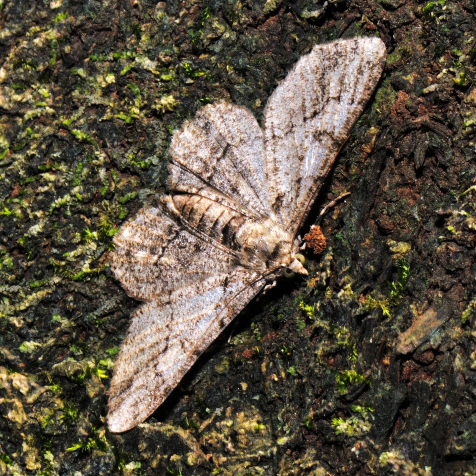 臺灣博物館；你的博物館: 『臺博新知』：蛾眼構造啟發的智能窗戶