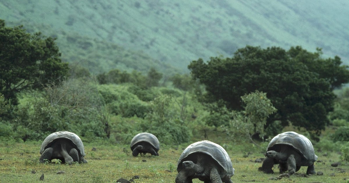 El cuidado de la prole - Biología