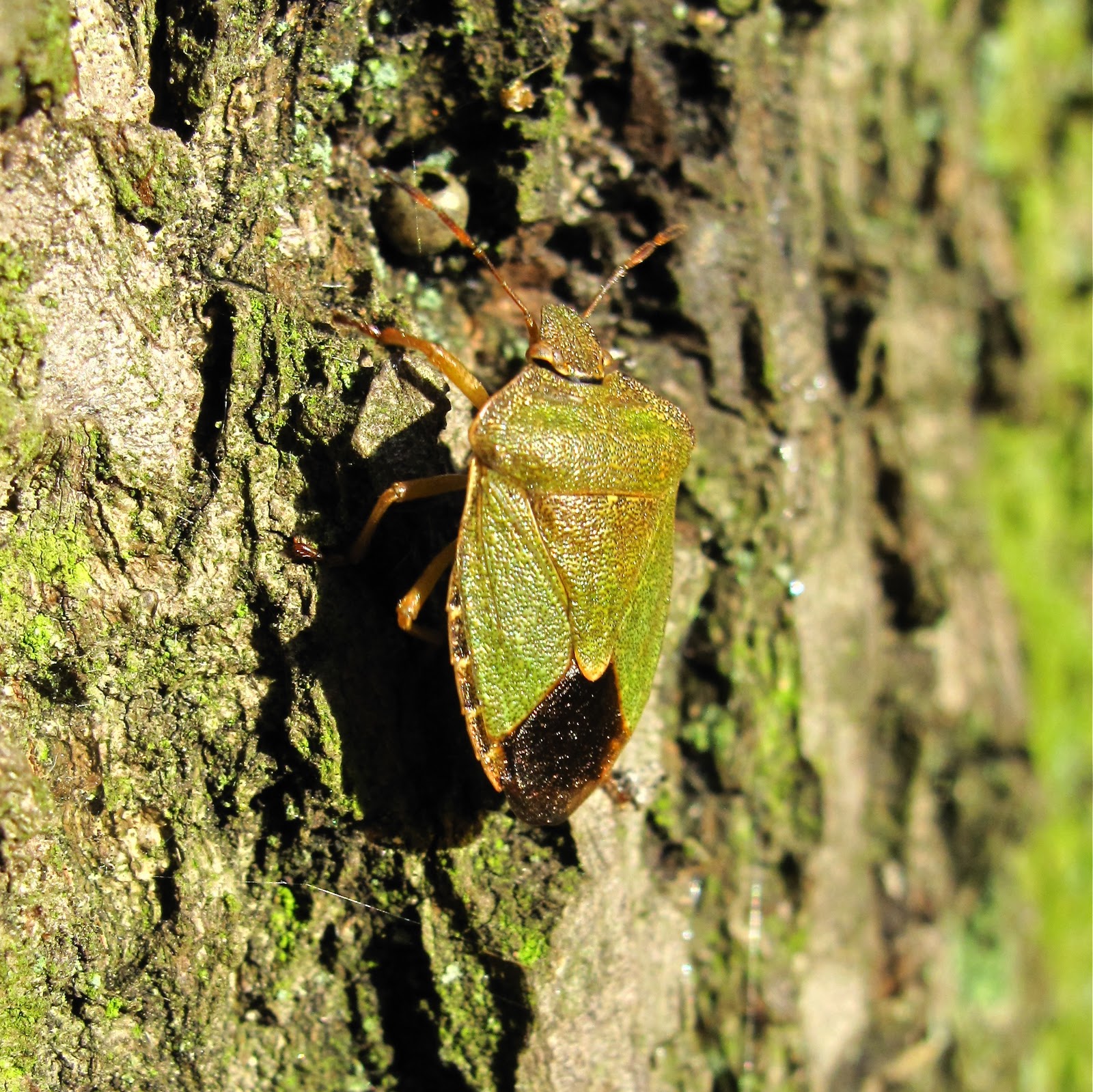 BugBlog: October 2011