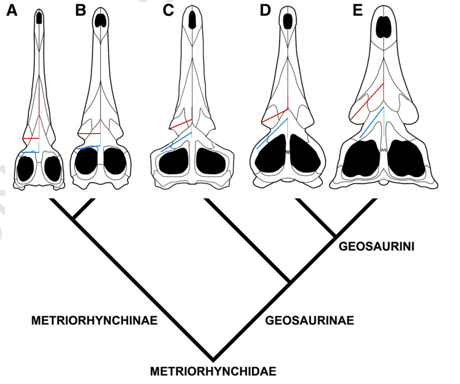 Species New to Science: [Palaeontology • 2011] Neptunidraco ammoniticus ...