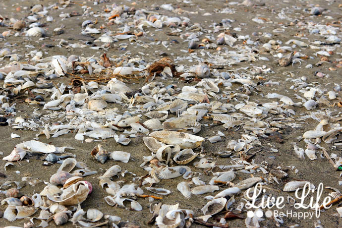 Live Life Be Happy: Holly Beach (Cajun Riviera) Cameron Parish, Louisiana
