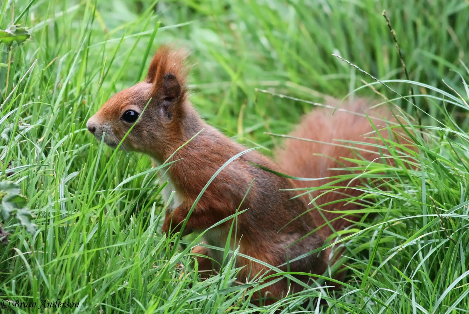 Brian's birding blog: British Wildlife Centre Red Squirrels