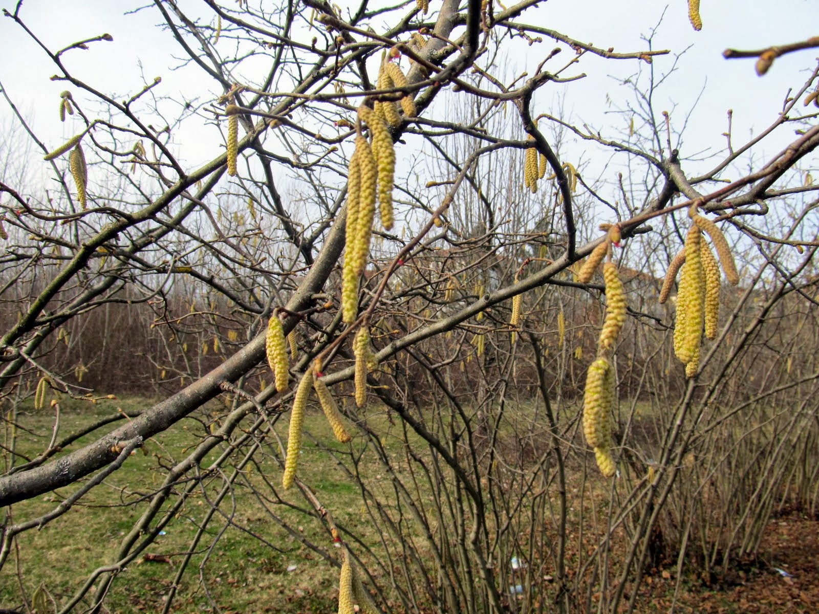 Cittaslow Botanik Park: FINDIK AĞACI ( Corylus )
