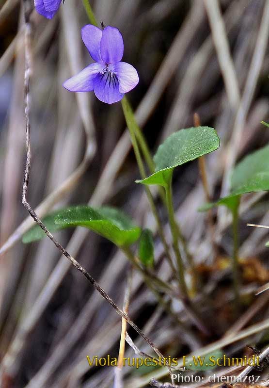 Medicinal Plants: Viola rupestris