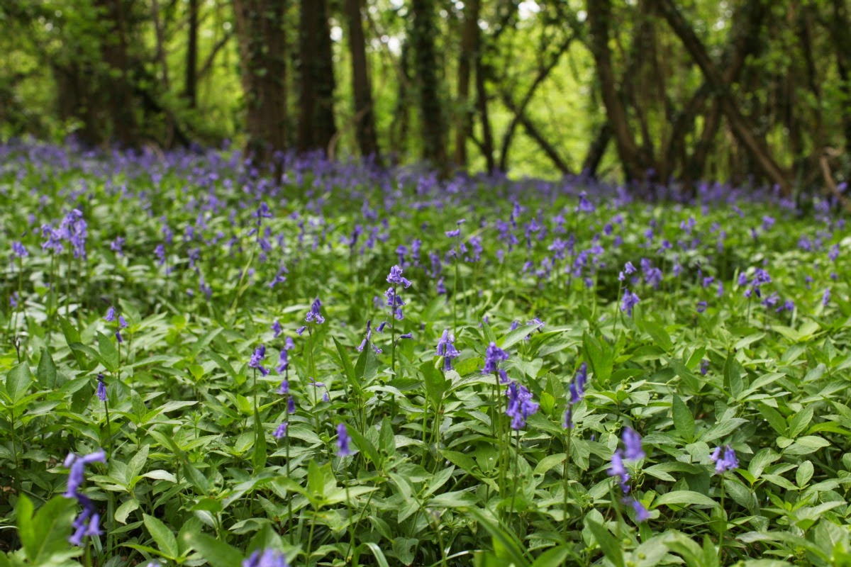 spring in the woods | Journal