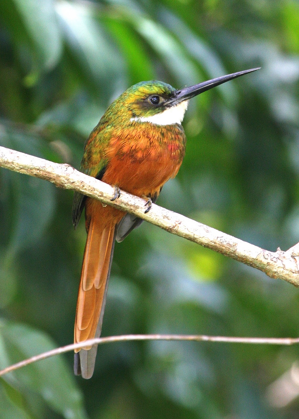 Field Notes: Trinidad & Tobago: Birding & Liming