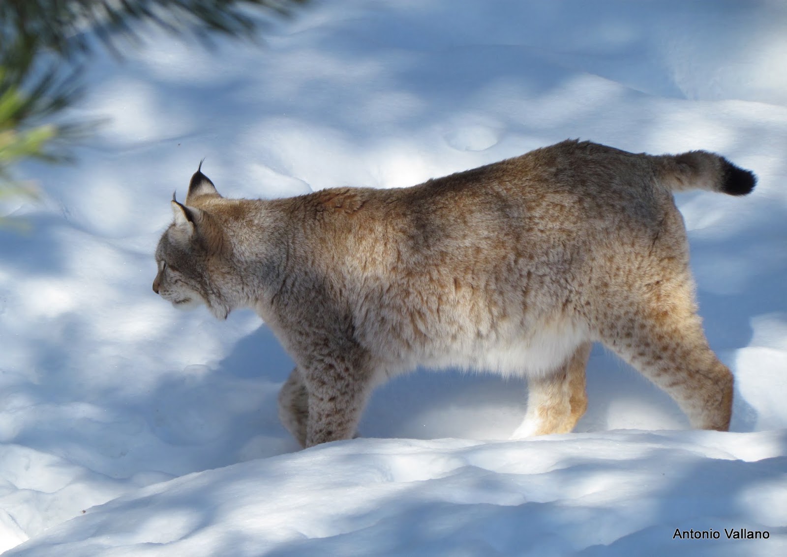 Fotografias de Antonio Vallano: Ranua - Lince