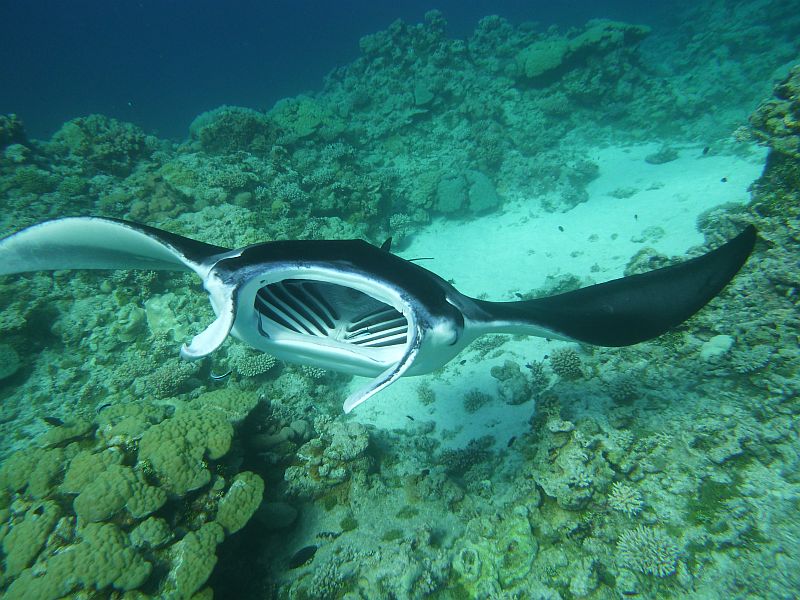 HannekeNils: Zwemmen met Manta Roggen
